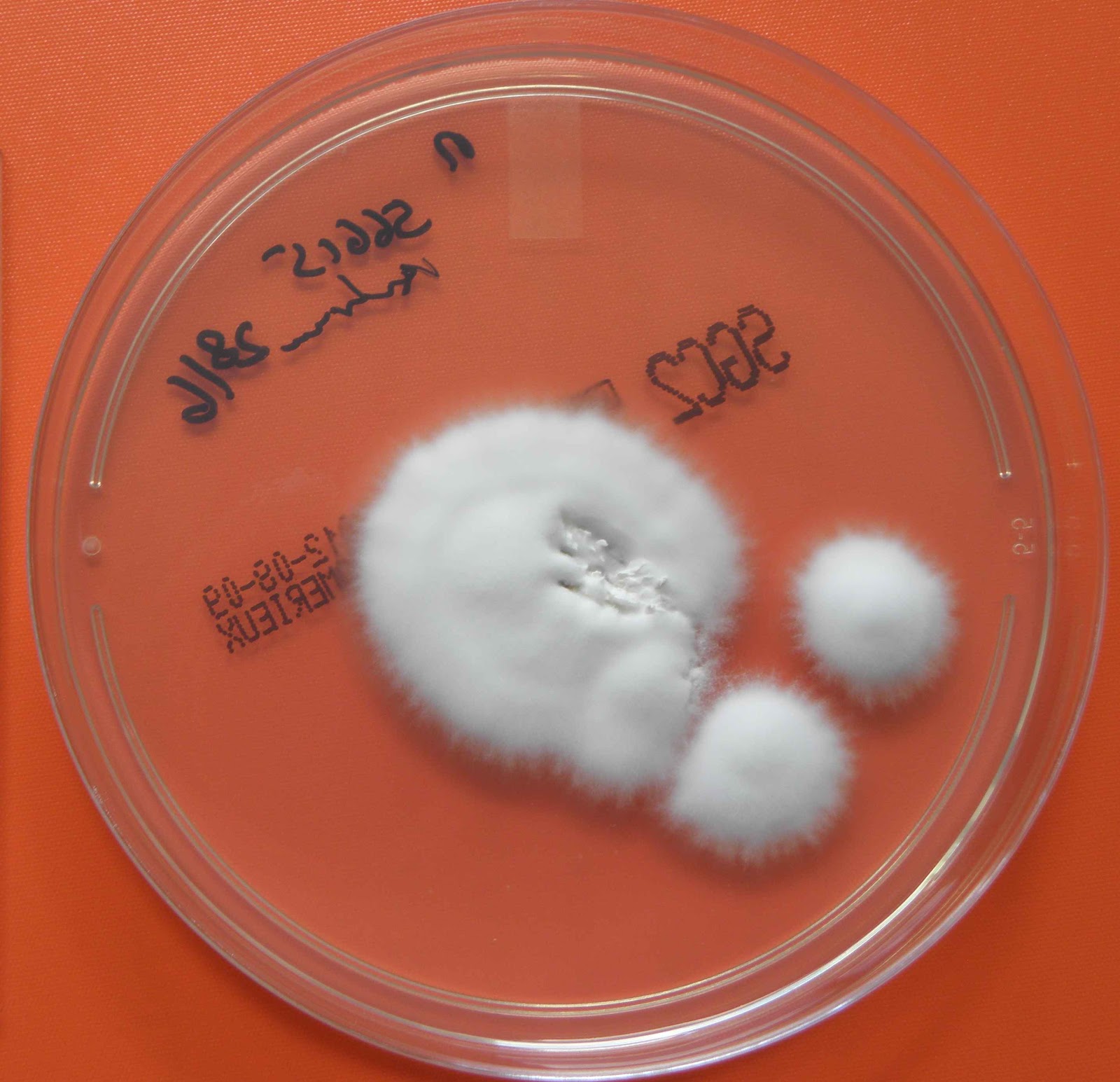 ATLAS MICOLOGIA: TRICHOPHYTON RUBRUM