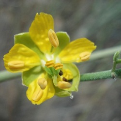 Argentina nativa: Retamo (Bulnesia retama)