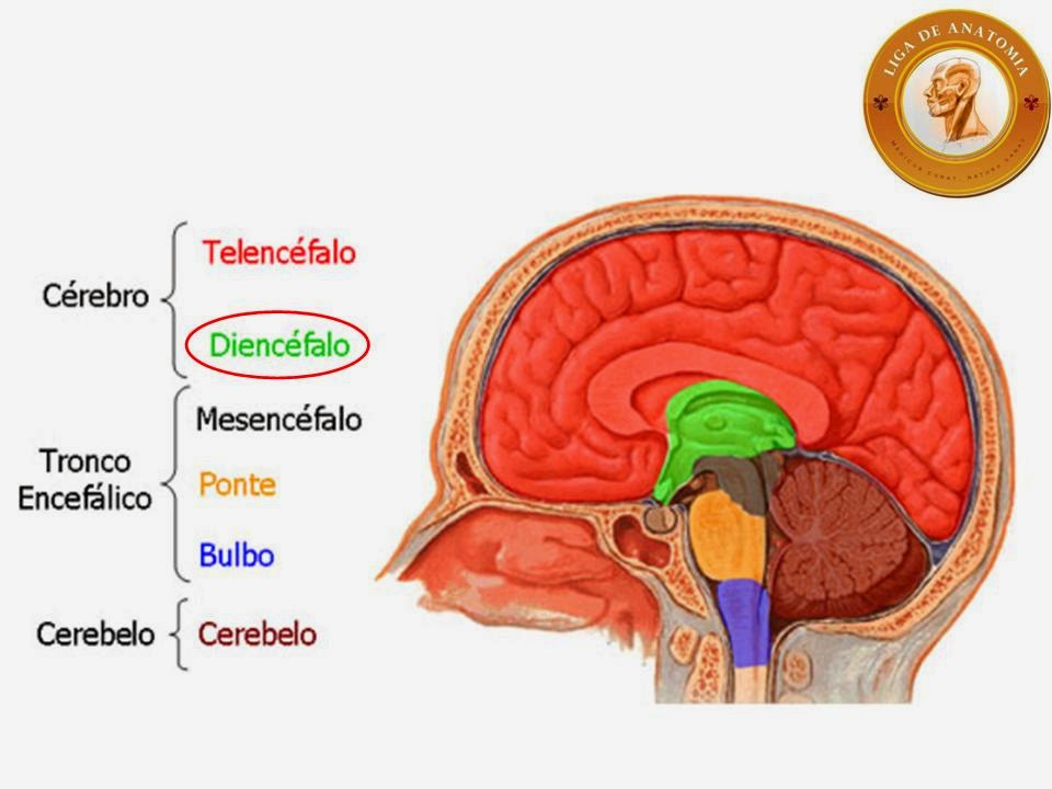 Liga de Anatomia ULBRA: DIENCÉFALO