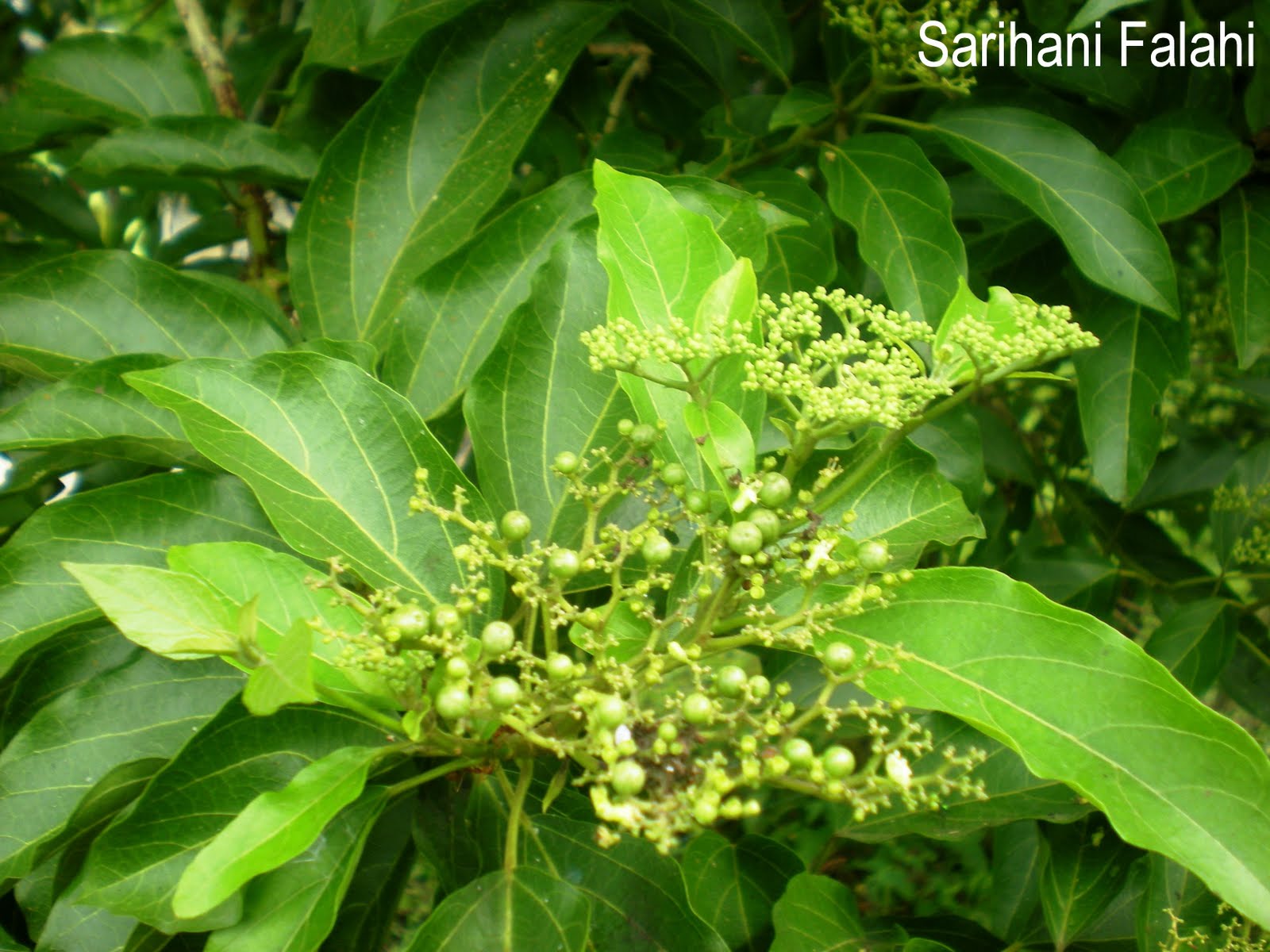 Be SOMEONE in this world: Daun Buas-buas (Daun Bau)