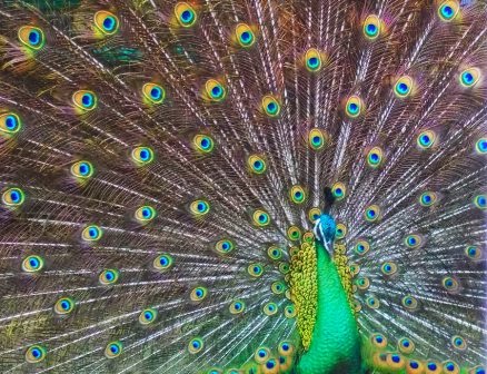 Keindahan Bulu Burung Merak | Ragam Dunia Hewan