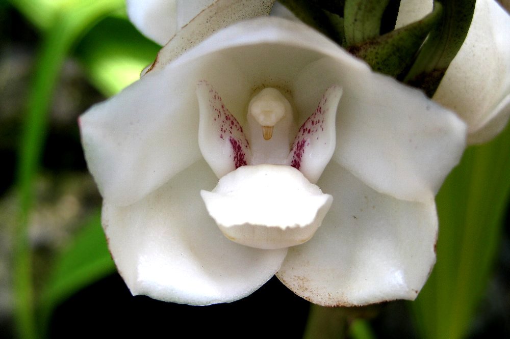 El espiritu de las plantas: Orquídeas, capricho de la Naturaleza.