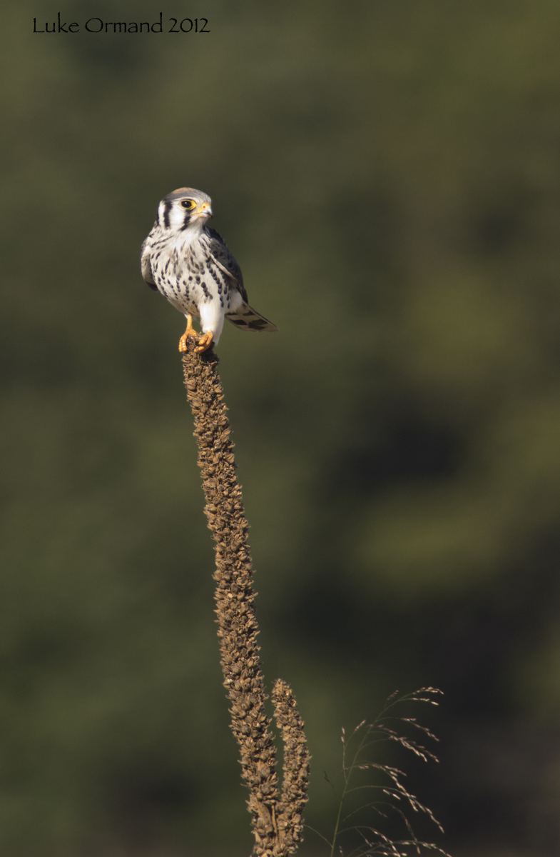 Welcome to. . .: September Birds