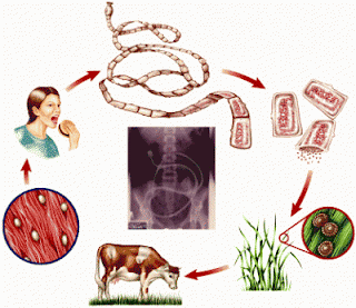 Parasit pada Ternak (Parasit, Endoparasit dan Ektoparasit)