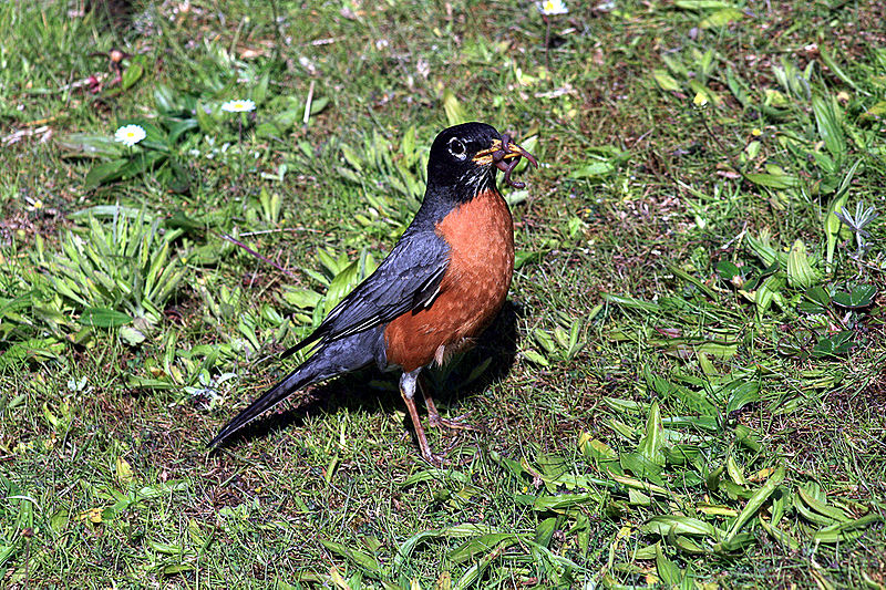 Bird Directory: American Robin