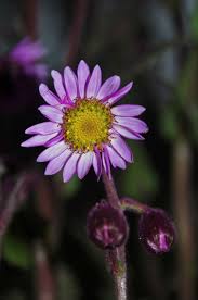 FLORA Y FAUNA DE LA PROVINCIA DEL CARCHI