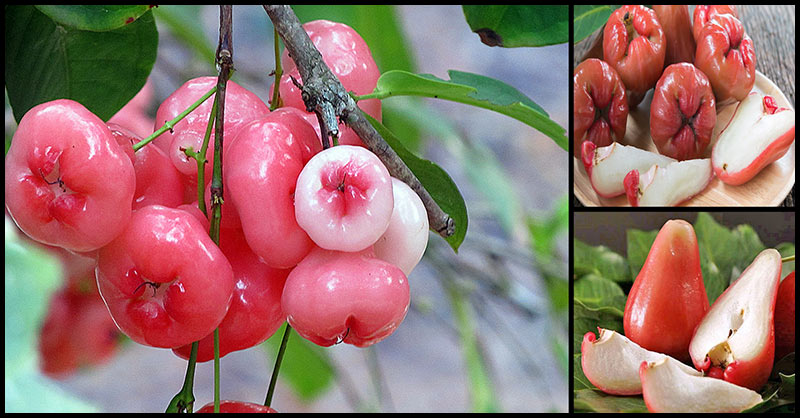Wonderful Health Benefits of Rose Apples (Tambis / Makopa) | Dr Farrah MD