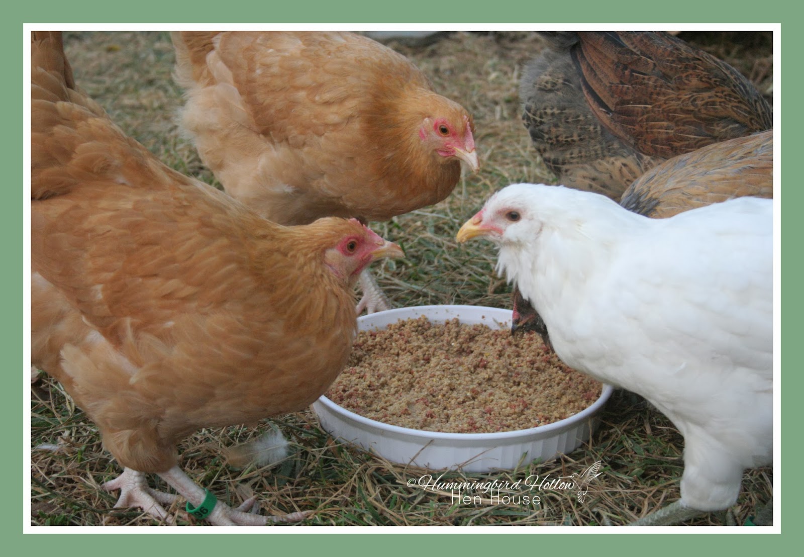 Hummingbird Hollow Hen House: Warm Breakfast