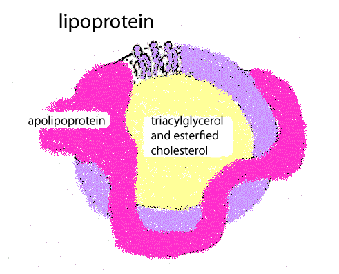 CLASSIFICATION OF PROTEINS BASED ON PHYSIOCHEMICAL PROPERTIES ...