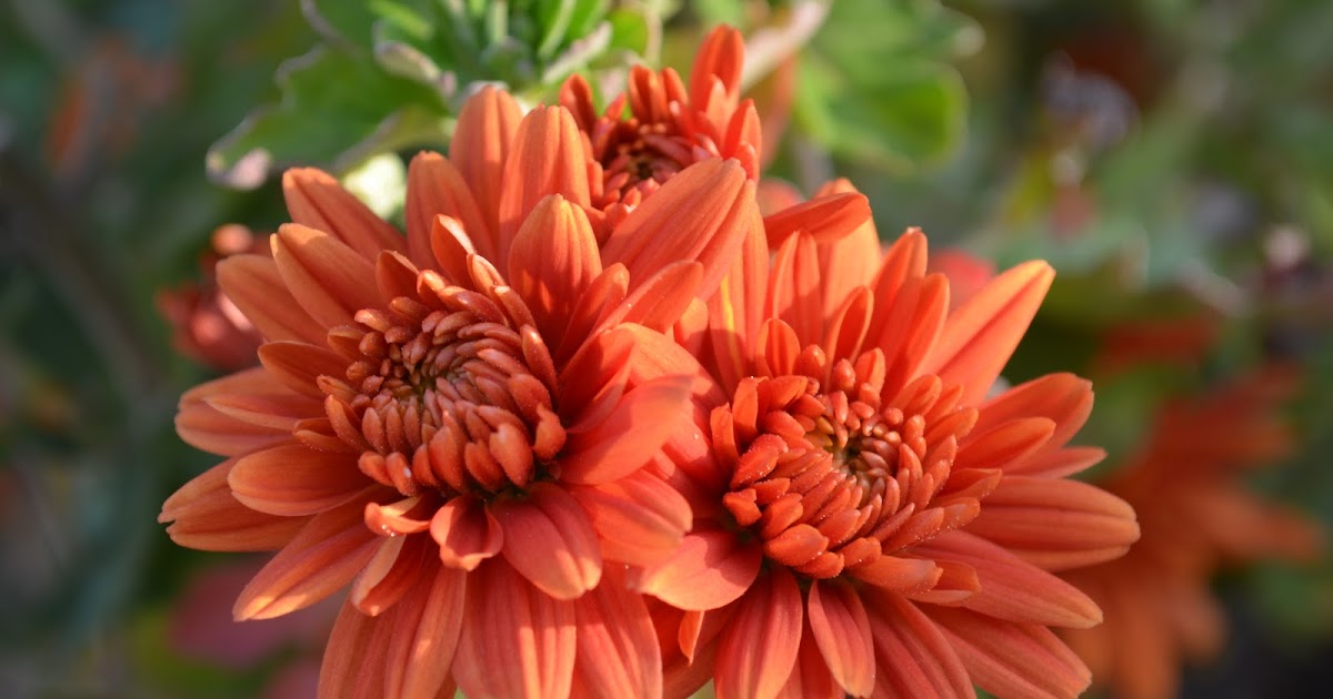 Jurnal de gradina: Prin gradina