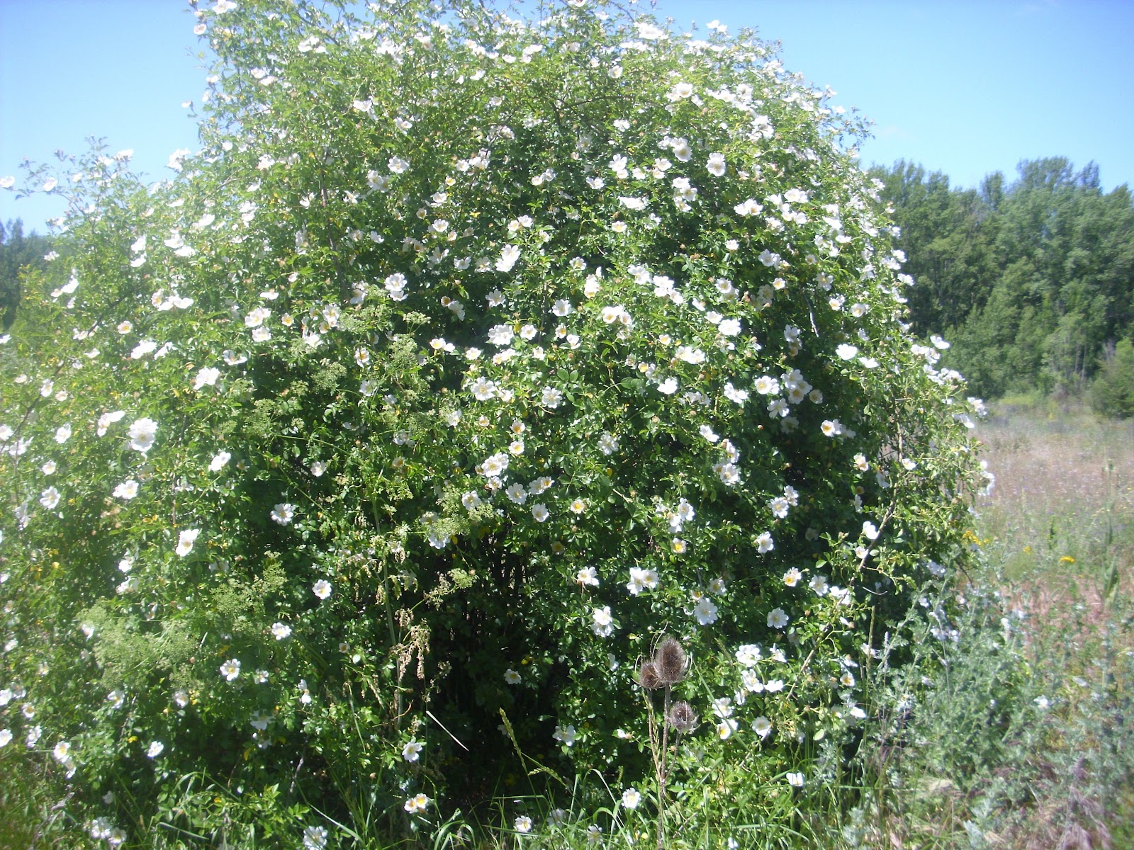 Equipos de Nuestra Señora de León: DESDE LA DISTANCIA JUSTA