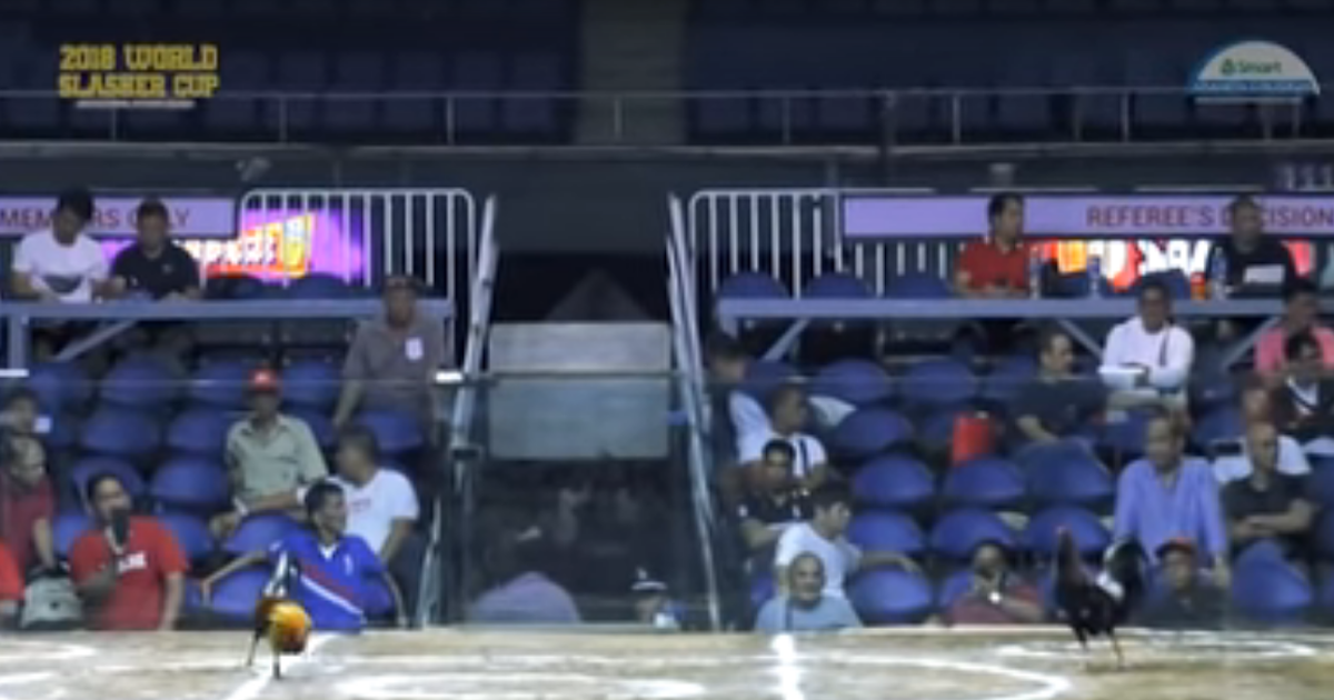 Watch!!! The World Slasher Cup 2018 Full fights. - THE GAMEFOWL WORLD