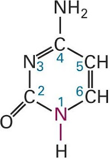 Nucleic Acids Structures