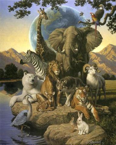 Mundo animal - Imagui