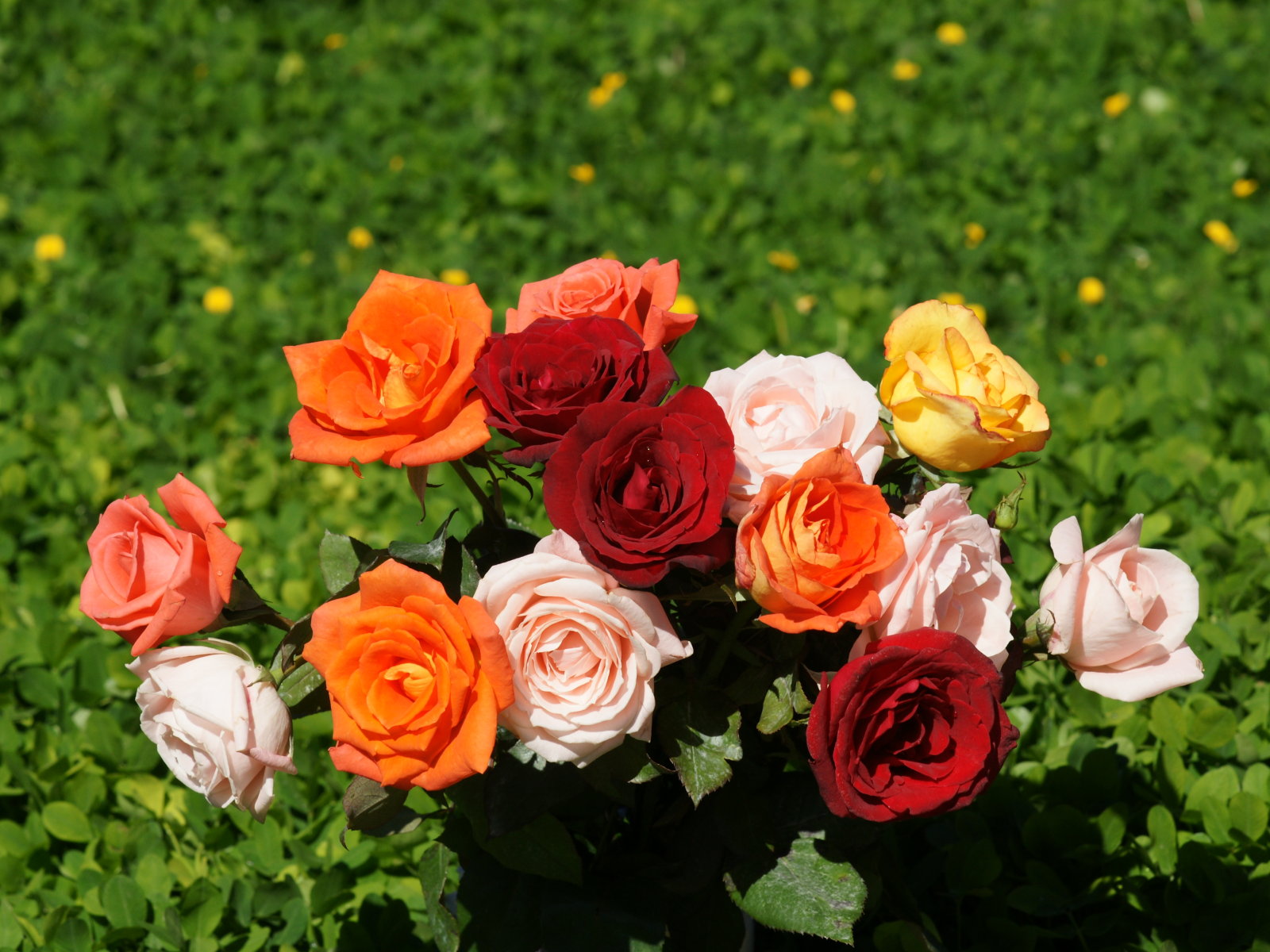 Wedding Flowers: Red & Yellow Roses For Desktop Background