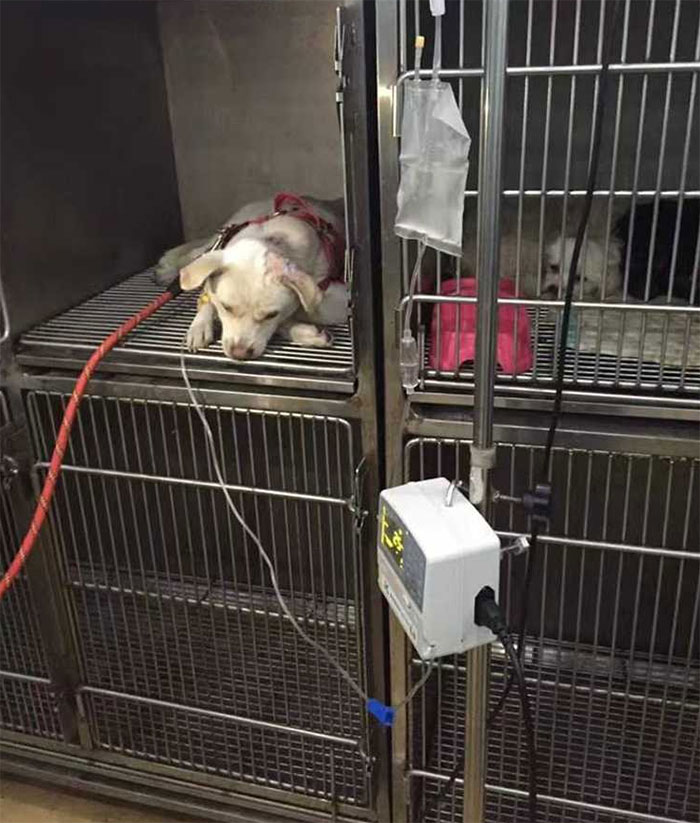 Dog Shot With Arrows Makes Recovery And It’s Incredible | News Today