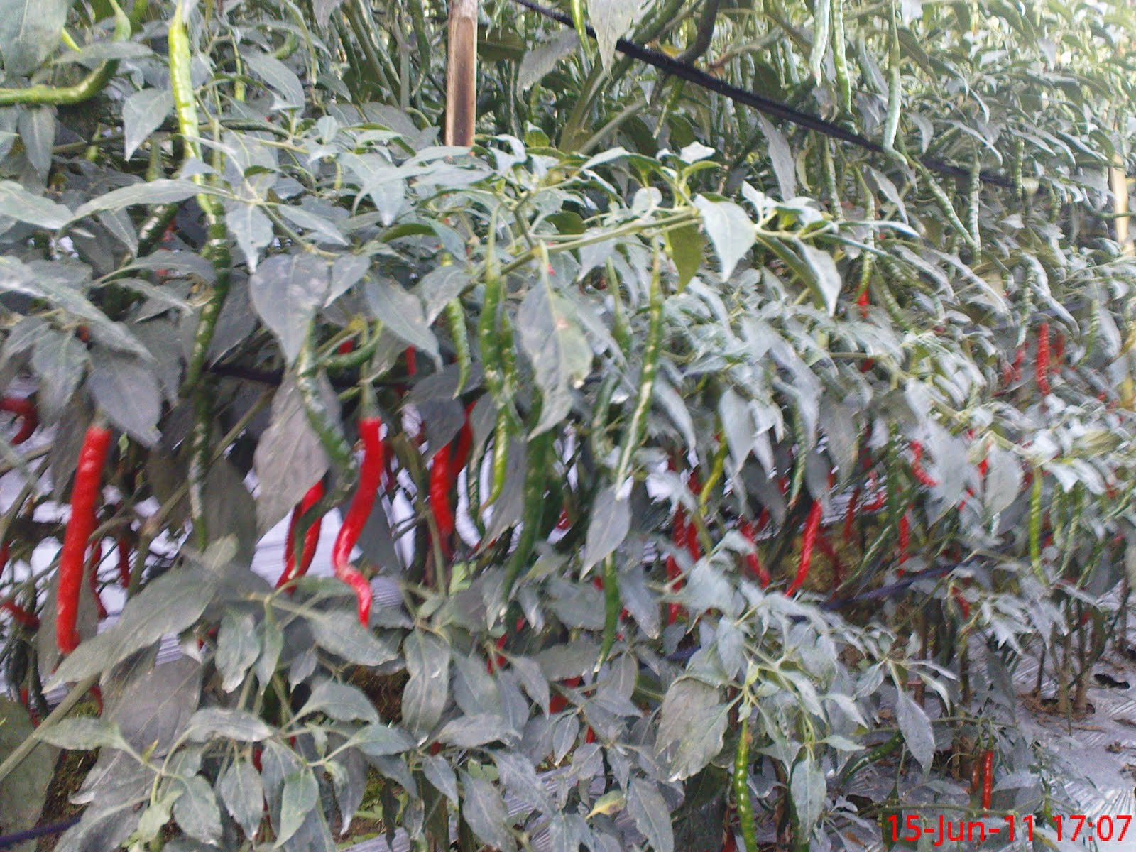 GAMBAR SUKSES BERCOCOK TANAMAN CABE | Tips Petani