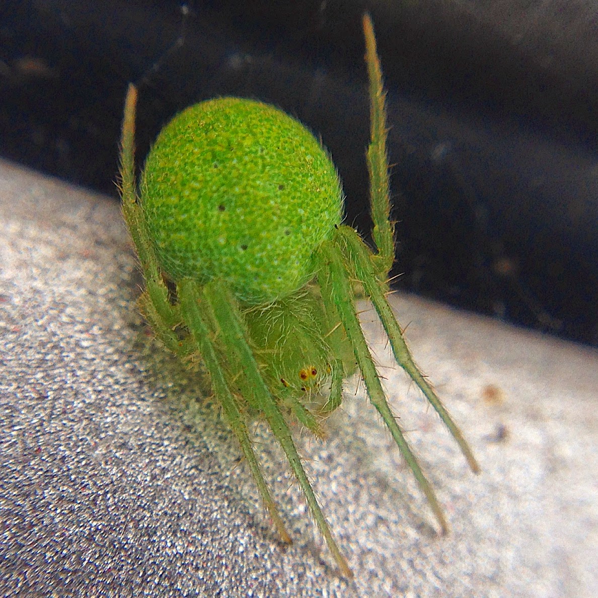 The Insect Diary: Green Orb Weaver: Araneus psittacinus Complex