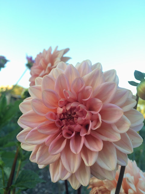 Garden - Growing Dahlias. - Roses and Rolltops