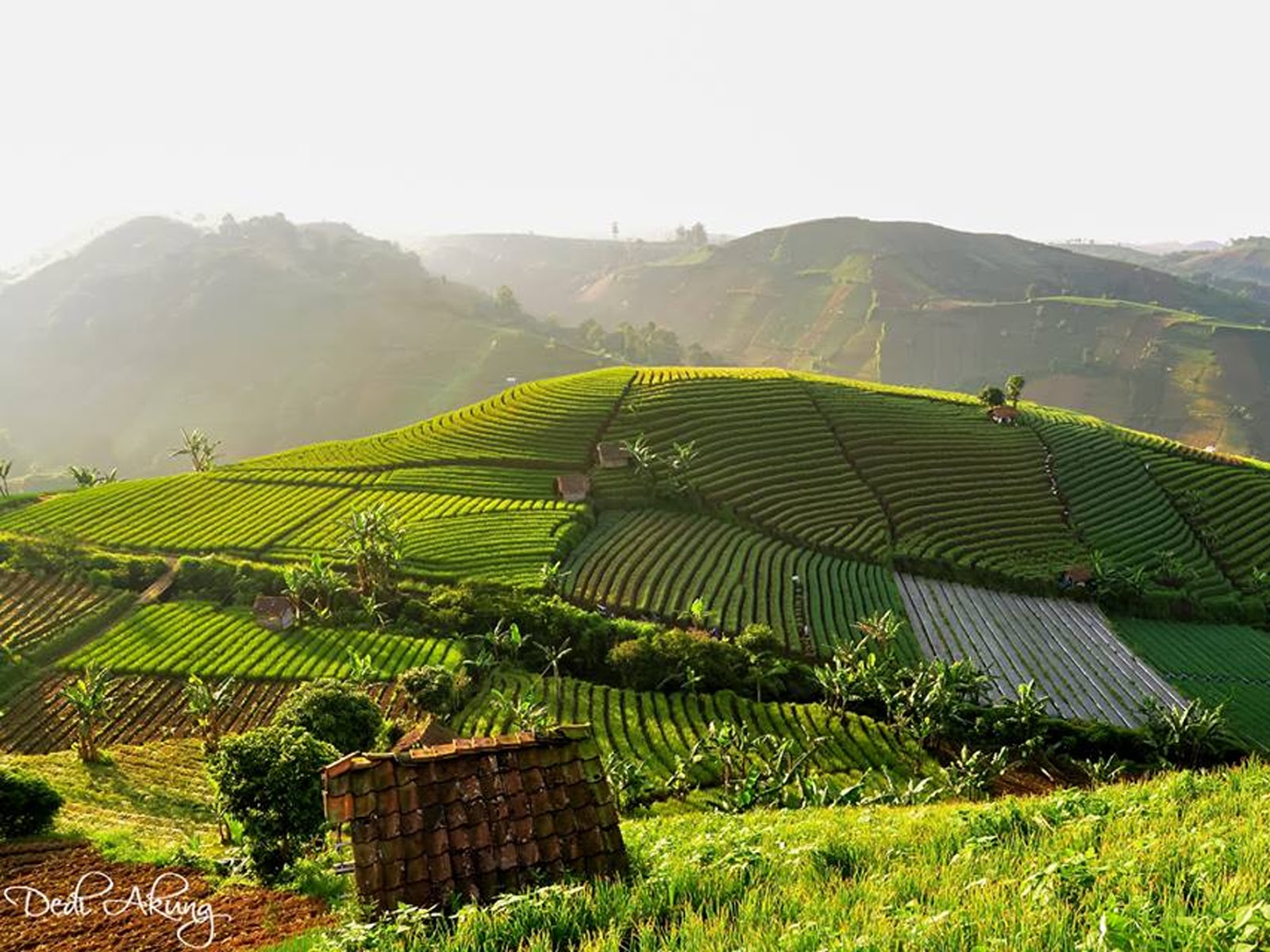 Berwisata ke Terasering Panyaweuyan Argapura, Majalengka - wisatajabar.com