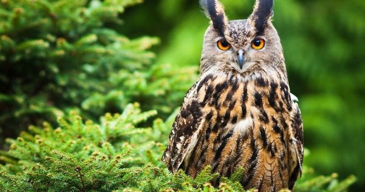 Burung Hantu Terbesar Ini Dipercaya Punya Ilmu Gaib yang Positif ...