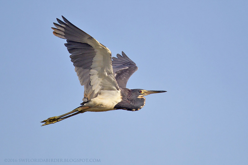Harns Marsh Preserve Summer Activity | Focusing on Wildlife