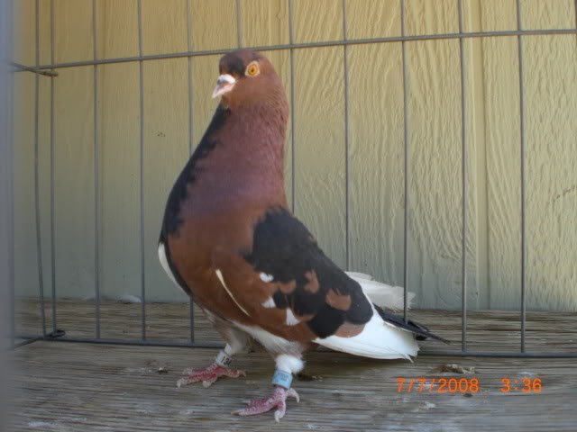 Birmingham Roller - Pigeons fall