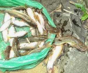 VICTORIA,YORO, HONDURAS.: Newspapers And Digital Daily Gave A Broad ...