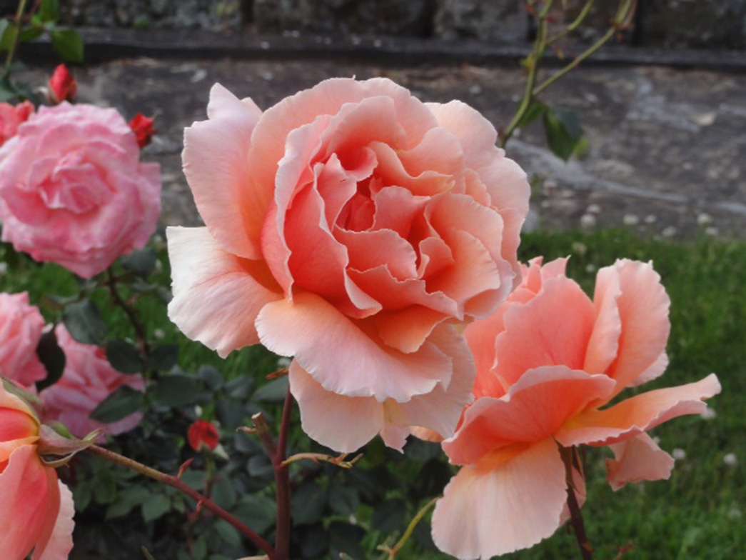 Flowers by Friends: Apricot Rose by Ruth