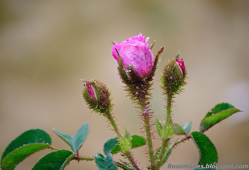 A Rose is a Rose...: Moss Roses