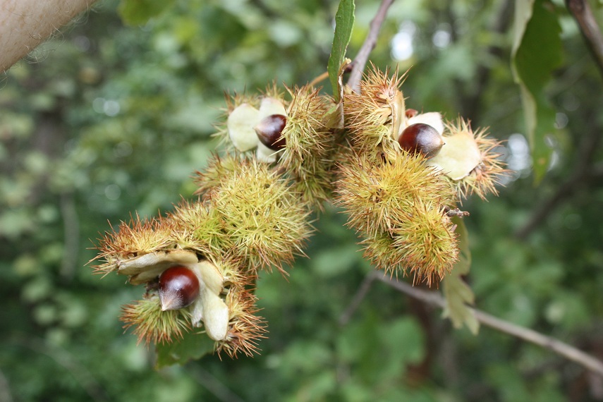 Wisdom of the Hands: Ozark Chinquapin Foundation