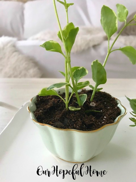 Our Hopeful Home: Vintage Royal Stuart China Repurposed As Planters