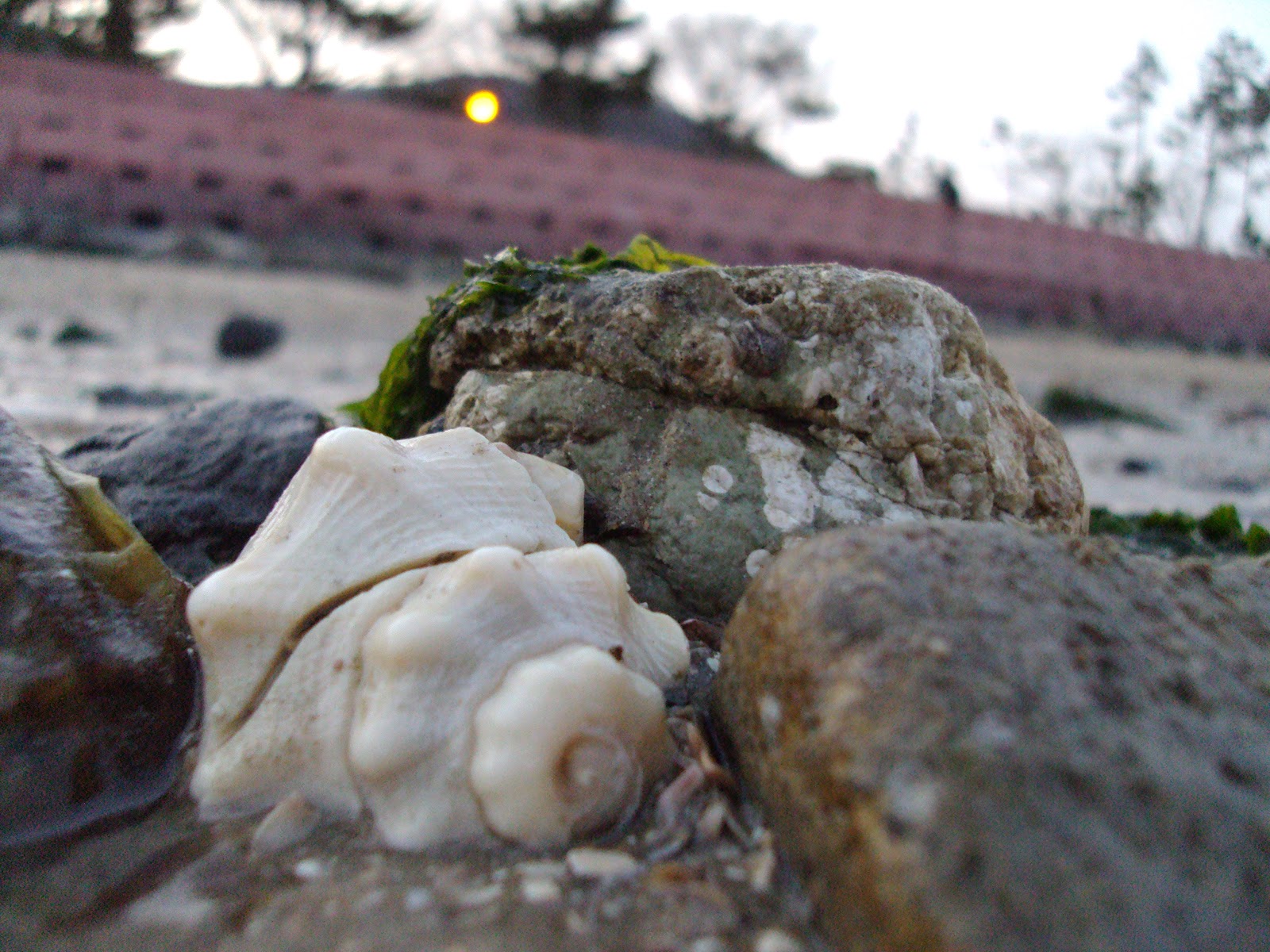 Jindo Sea Parting Festival - My Korean Travel Journal