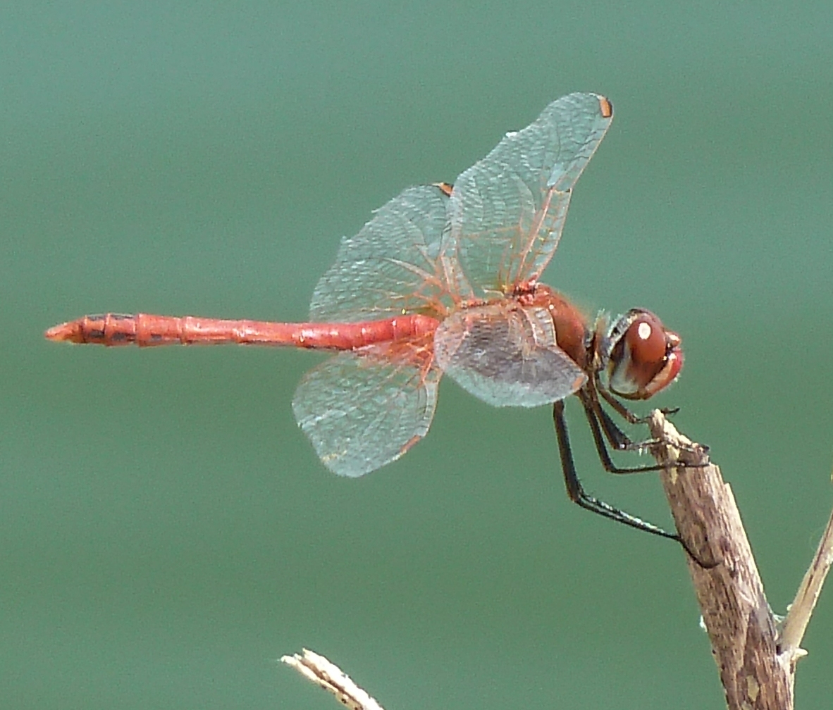 Bichos: Libélula roja (Libellulidae)