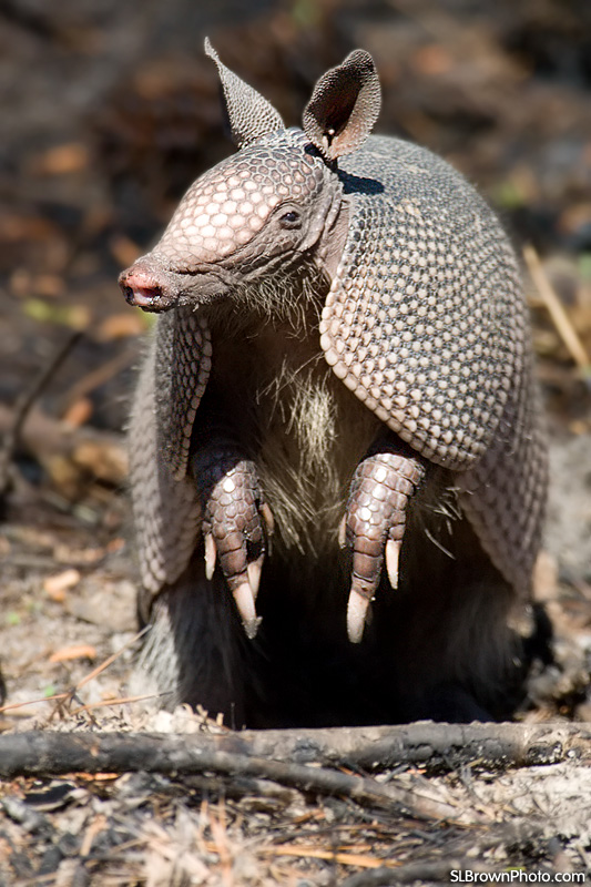 Nature You Should Know with Mojo: Amazing Animal Architects