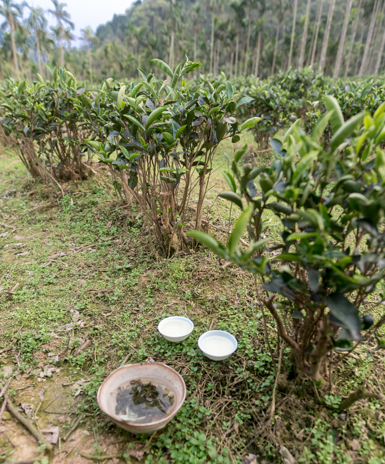 Tea Masters: Experiencing the tea-nature connection in a tea plantation