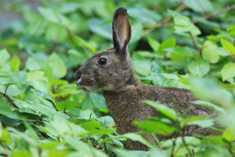 Geography and Environment - Japan