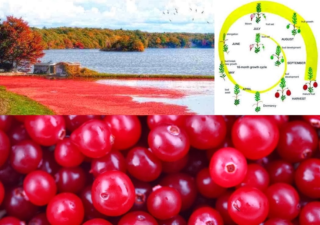 Business Ideas | Small Business Ideas: Cranberry Farming Business | How ...