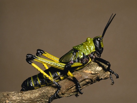 Locust ~ Animals Images