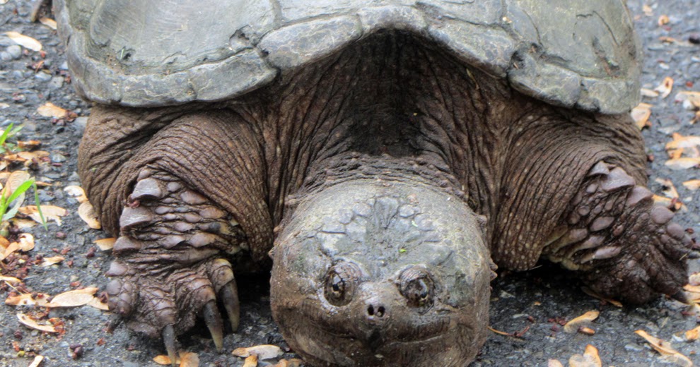 A Rolling Crone: The Voice of the Turtle is Heard in Our Land