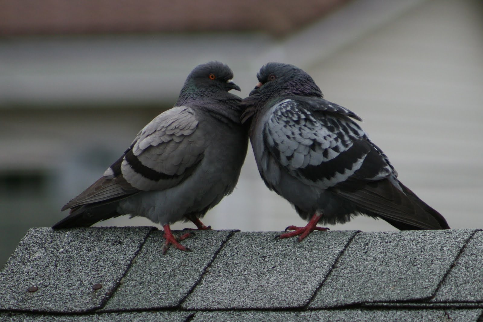 Birdland West: Pigeon Watch