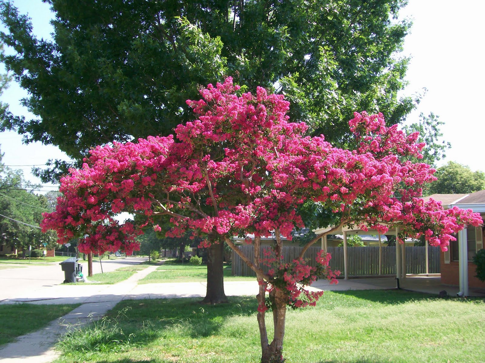 Rockhounding Around: Crepe Myrtle