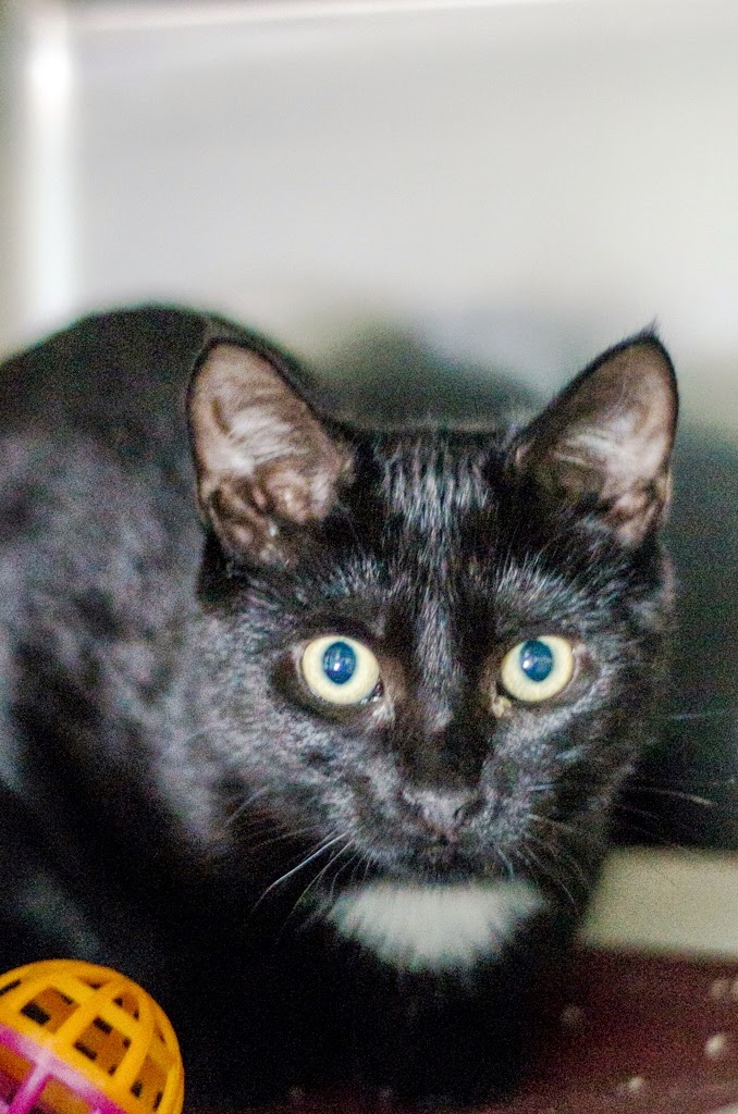 Progressive Charlestown: Kitty twins of the week