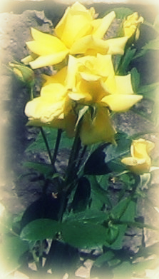 Allsparklesofnow: Yellow Roses 3