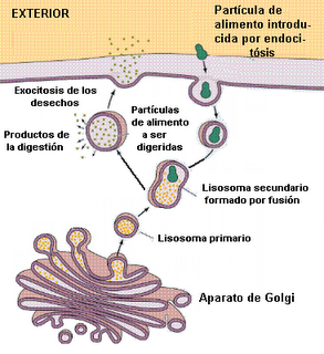 Bilogía Segun Daniel: Exocitosis