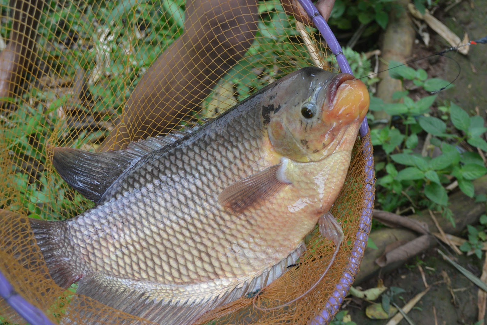 GURAME BIANG: JUAL IKAN GURAME