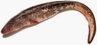 Abadejo ~ EL SAUCE seafood