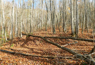 Lise's Log Cabin Life: Timber!