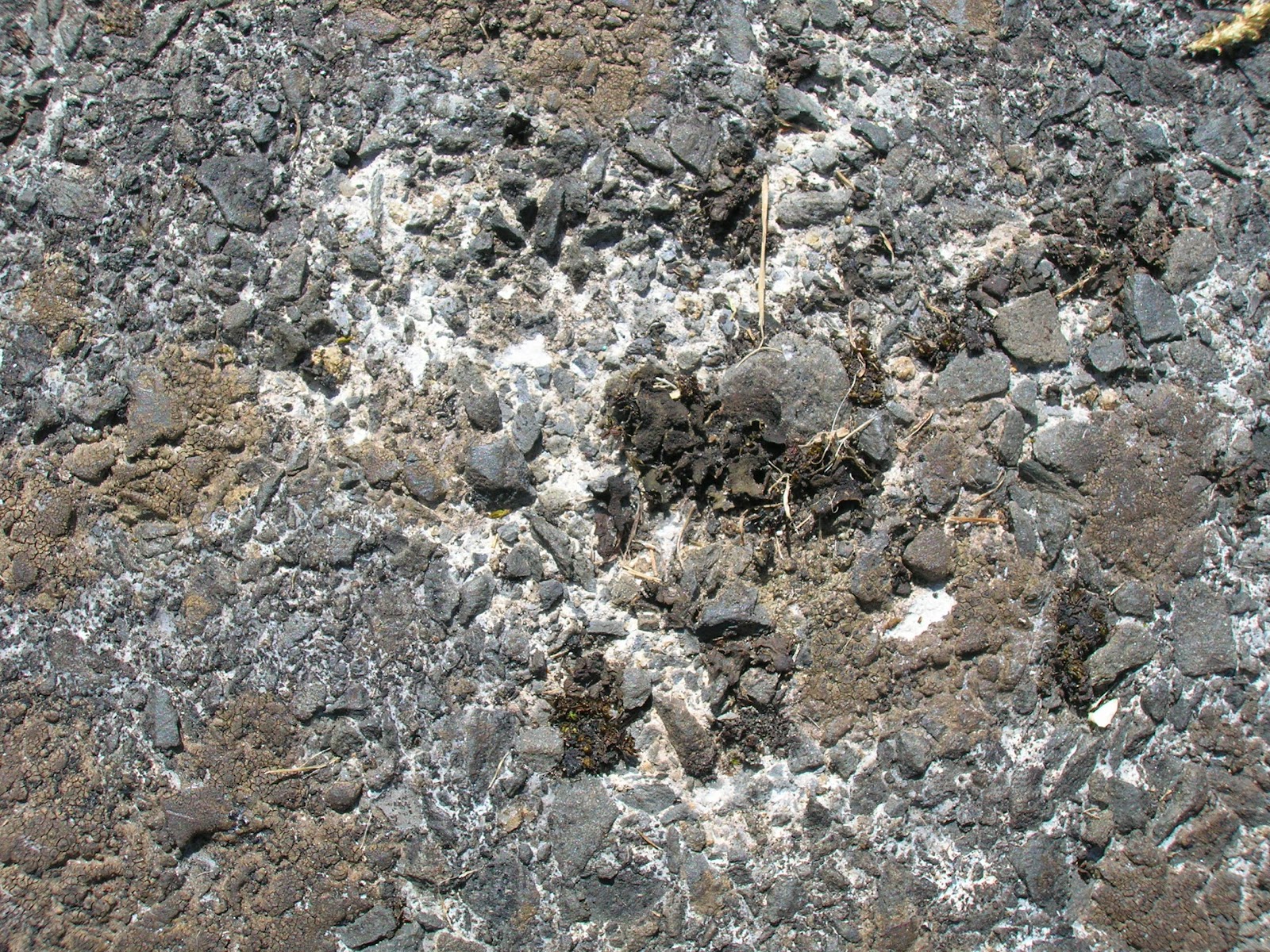 The Rainforest Fund Project: Lichens Day at Giggleswick Churchyard 14 ...