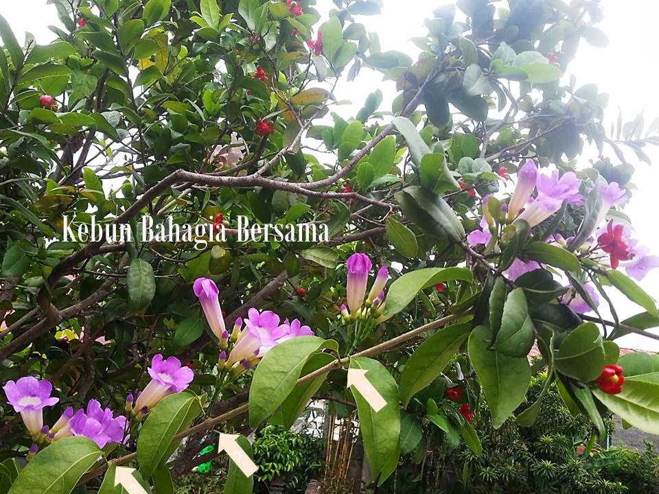 Kebun Bahagia Bersama: Pokok Garlic Vine, the False Garlic plant